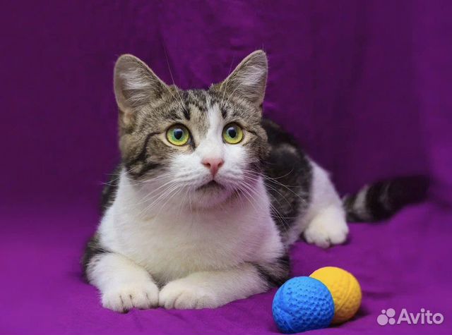 Чудесный котик Тоша 8 месяцев в дар