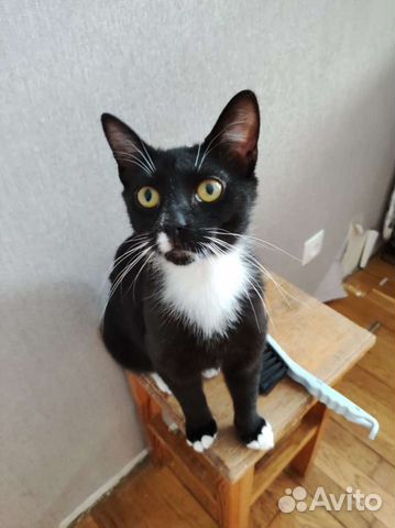 Котик в добрые руки