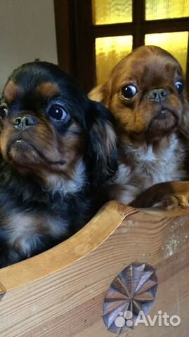 Кинг Чарльз спаниель