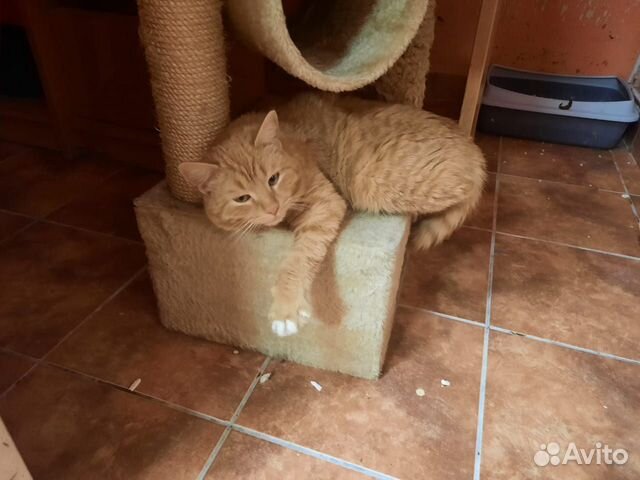 Молодой рыжик