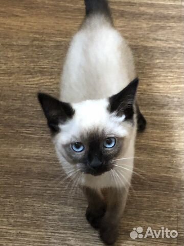 Сиамский котёнок