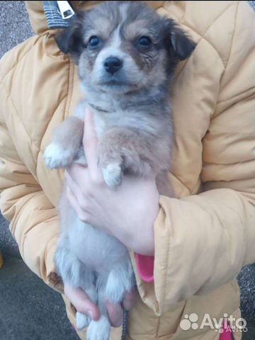 Собачка в добрые руки