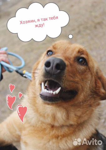 Собака-улыбака ищет дом