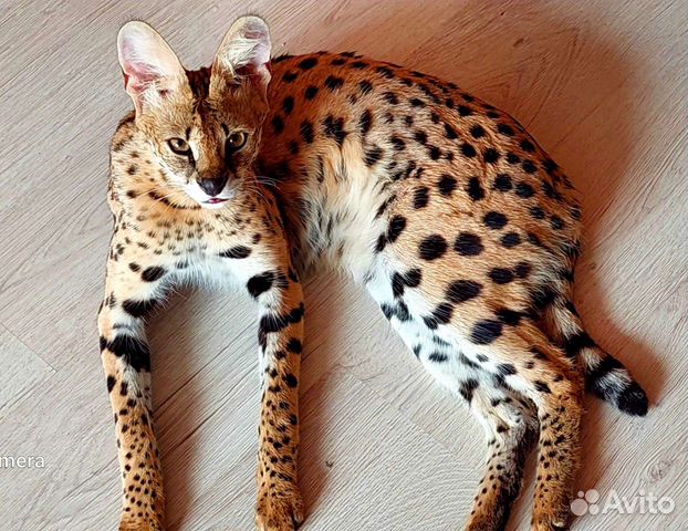 Саванна ф0
