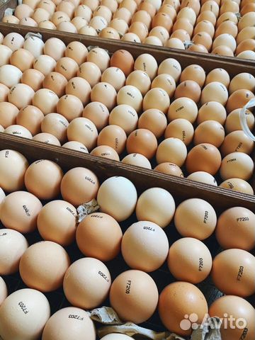 Инкубационное яйцо броль/индейка