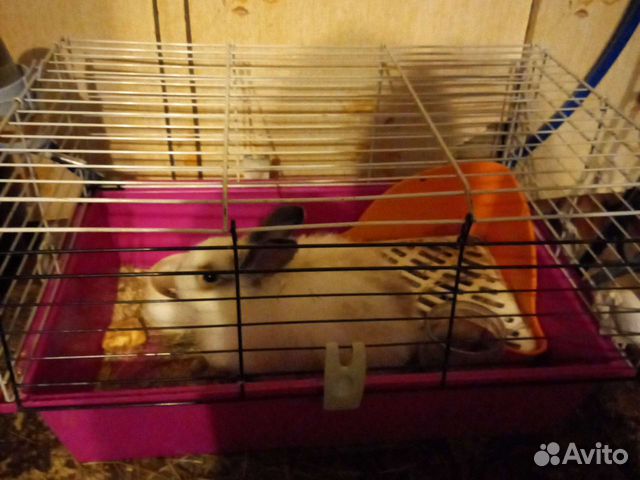 Декоративный кролик