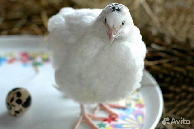 Перепела техасцы