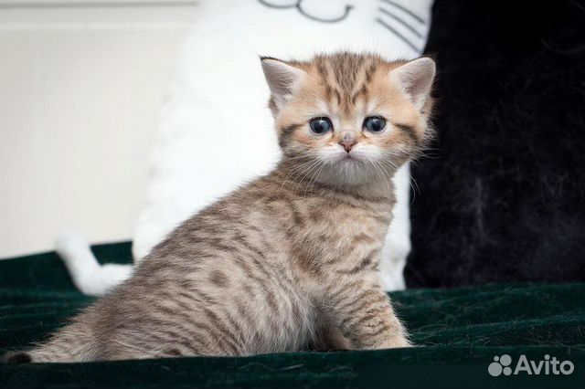 Шотландские котята