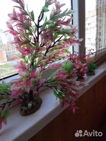 Растения для аквариума