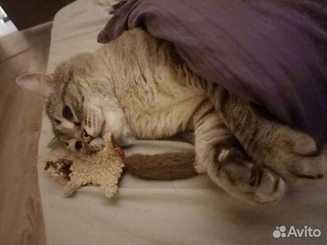 Отдам классного кота