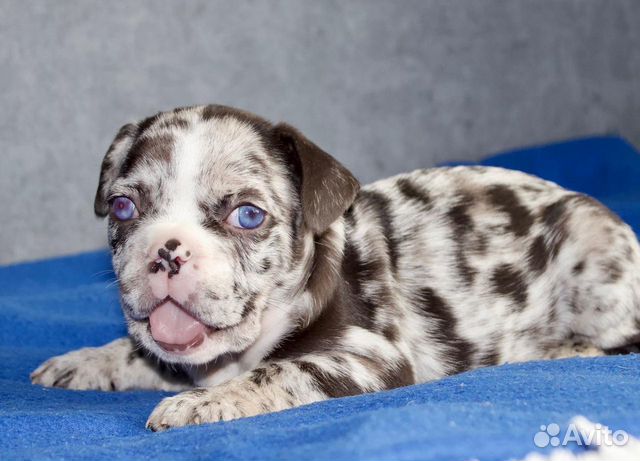 Голубоглазый мужчина