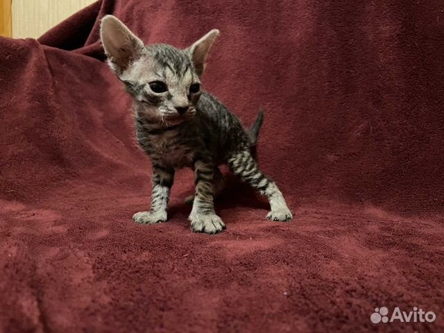 Донской сфинкс котята