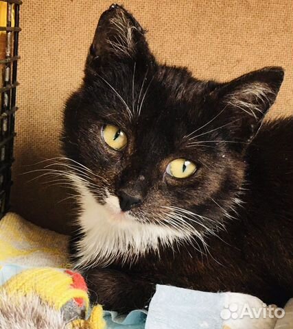 Кастрированный котенок