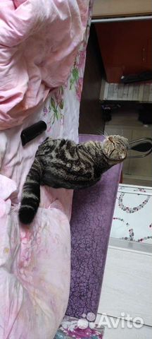 Шотландская вислоухая кот вязка