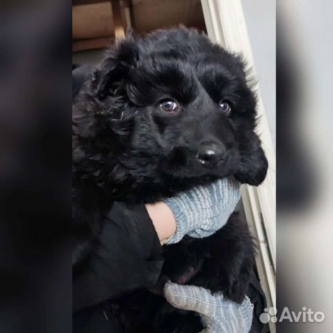 Щенок милый чёрный Мишка в добрые руки