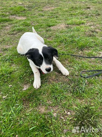 Ласковая щенулька Ная ждет свою семью в приюте