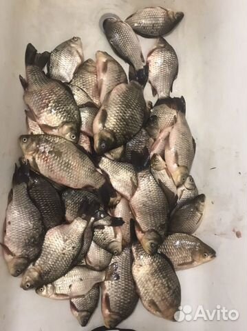 Карась живой