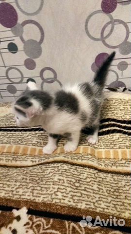 Котёнок 1 мес