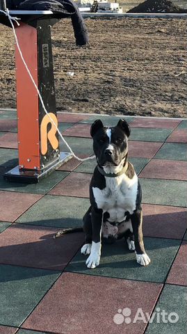 Щенок амстафф