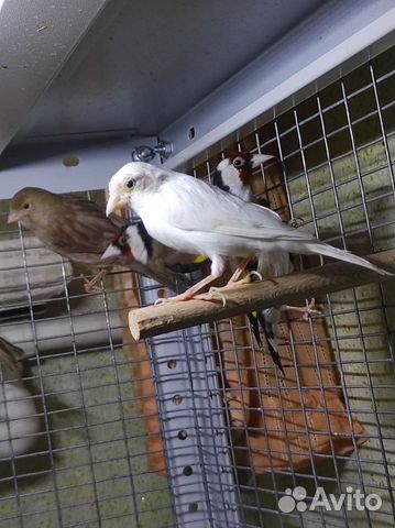 Канарейки самка