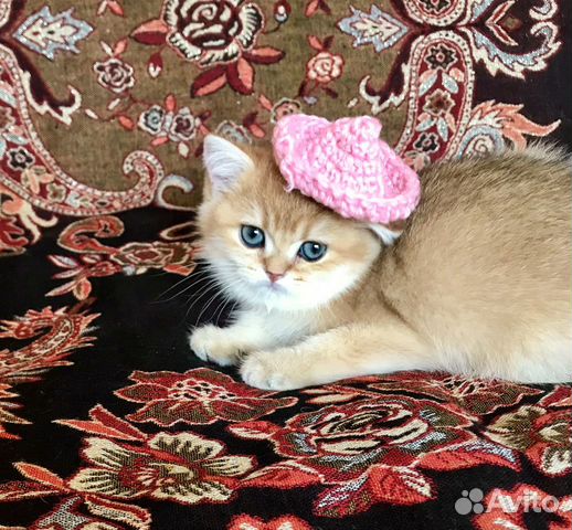 Котенок золотая девочка