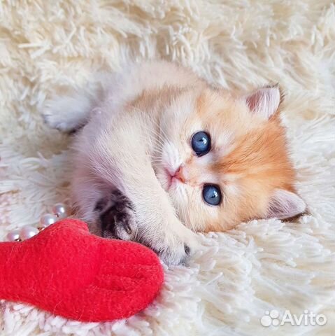 Плюшевая сладкая булочка)