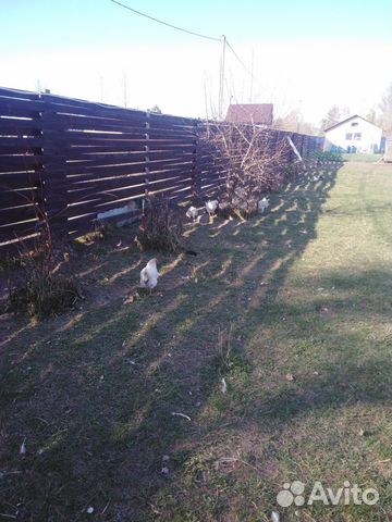 Яйцо куриное домашнее