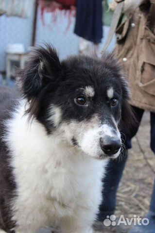 Малыш Атос очень хочет быть домашним