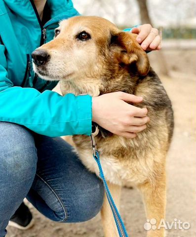 Дина из приюта