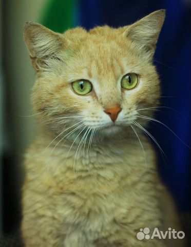 Рыжий красавец Протон