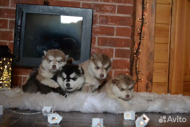 Аляскинский маламут щенки
