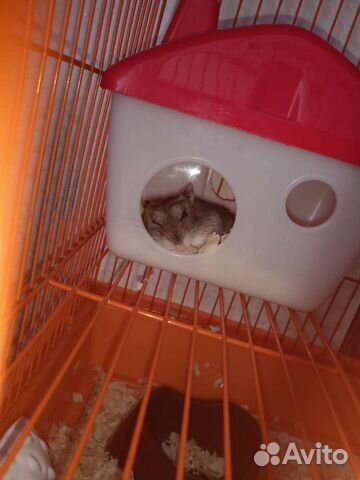 Джунгарский хомяк с клеткой