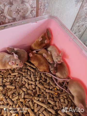 Сатиновые мыши