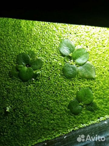 Ряска + пистия