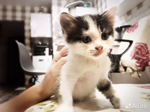 Котята
