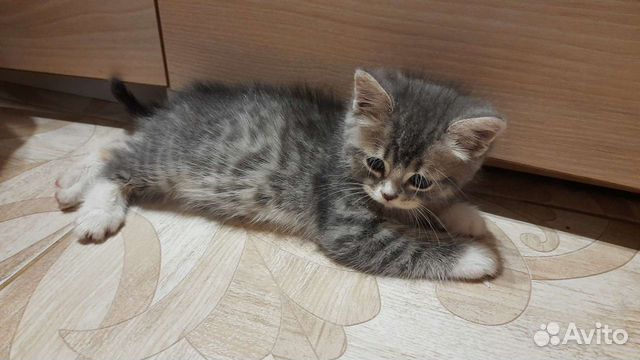 Котенок мальчик метис шотладской