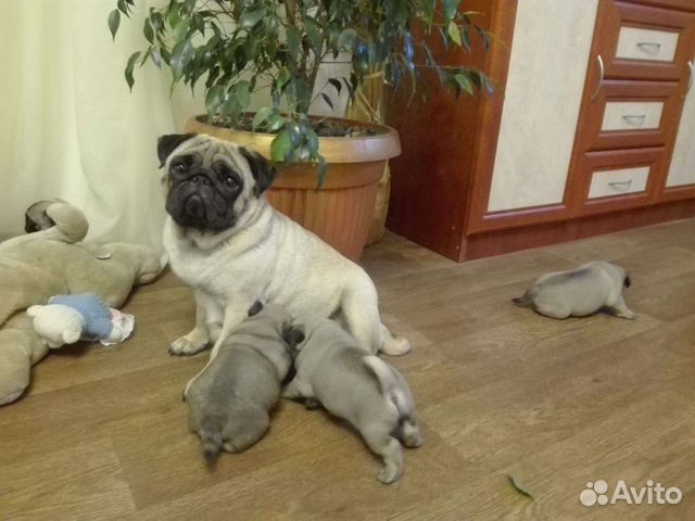 Мопсята щенки