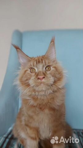 Крупный котенок