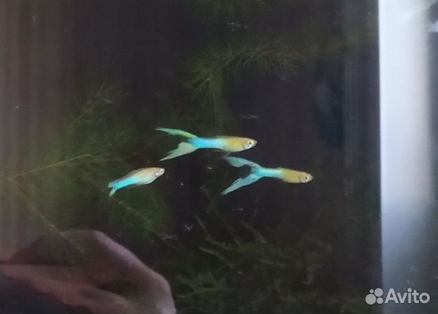 Гуппи Blue gold, креветки, компрессоры, панголино