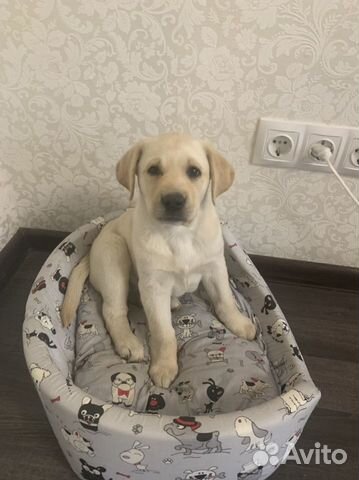 Сабака лабрадор