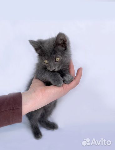 Очаровательный котенок Плюша в дар