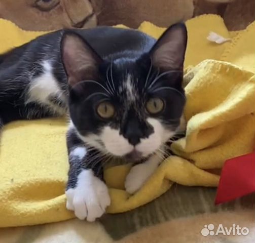 Любящая всех котенок Малинка 4,5 месяца в дар