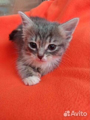 Кошечка Булочка серое облачко устала в корзинке