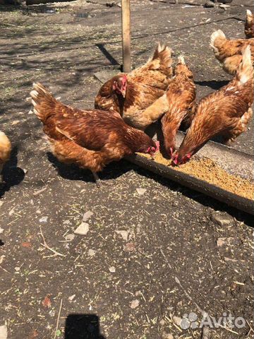 Куры молодые несушки