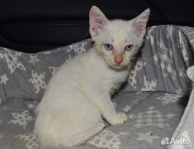 Котенок в добрые руки