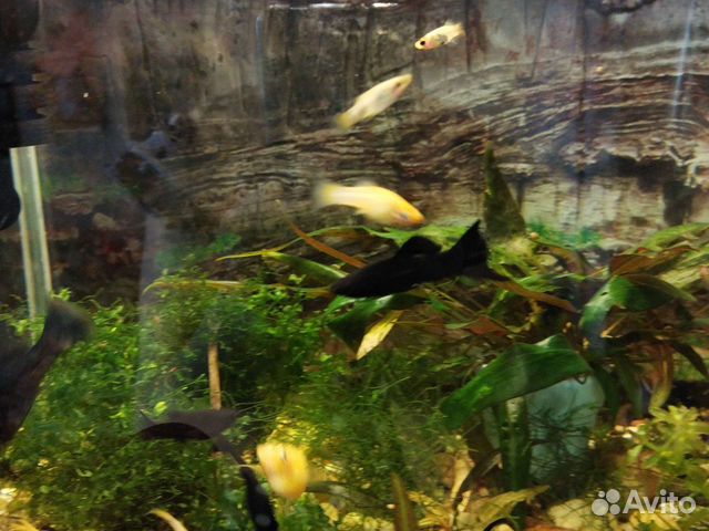 Моллинезия разная