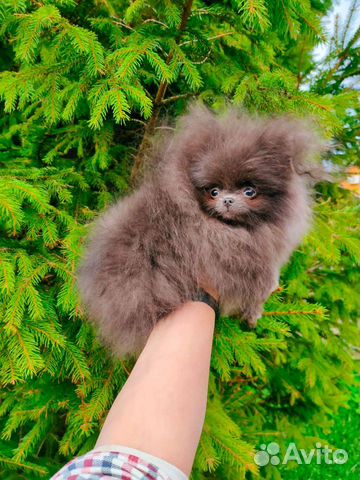 Померанский шпиц мини девочка лиловая