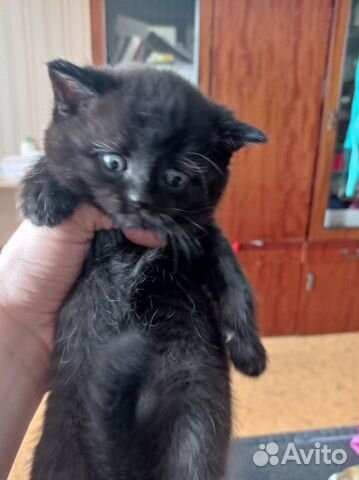 Котики Шотланцы