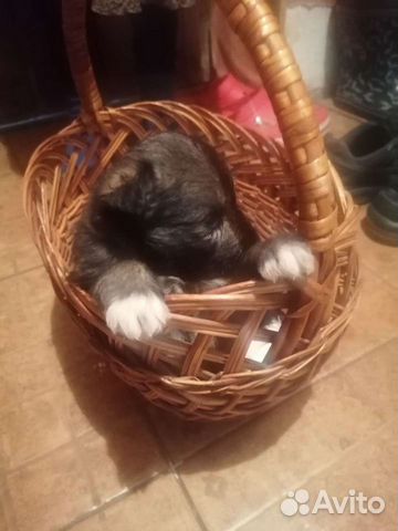 Отдам щеночка, девочка