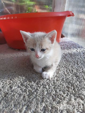 Рыжий котенок